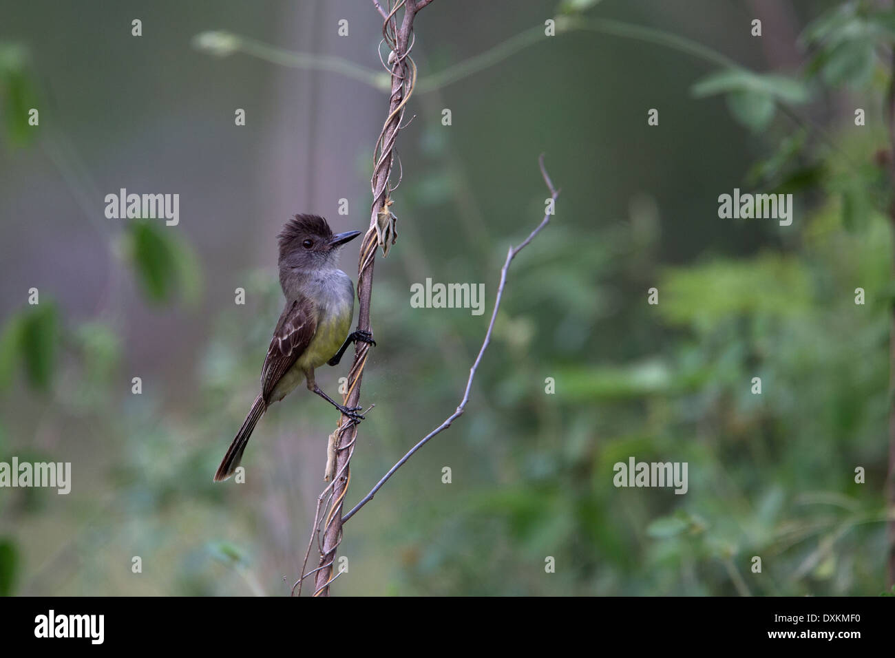 Apical Flycatcher, (Myiarchus apicalis), a Colombian endemic, perched ...