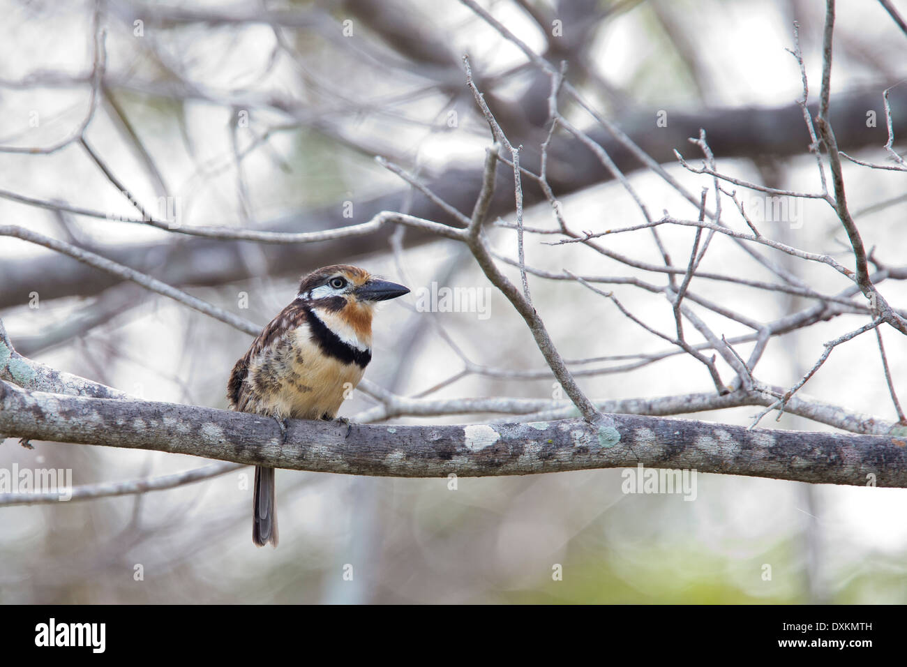 Russet-throated Puffbird, (Hypnelus ruficollis ssp ruficollis), Los ...