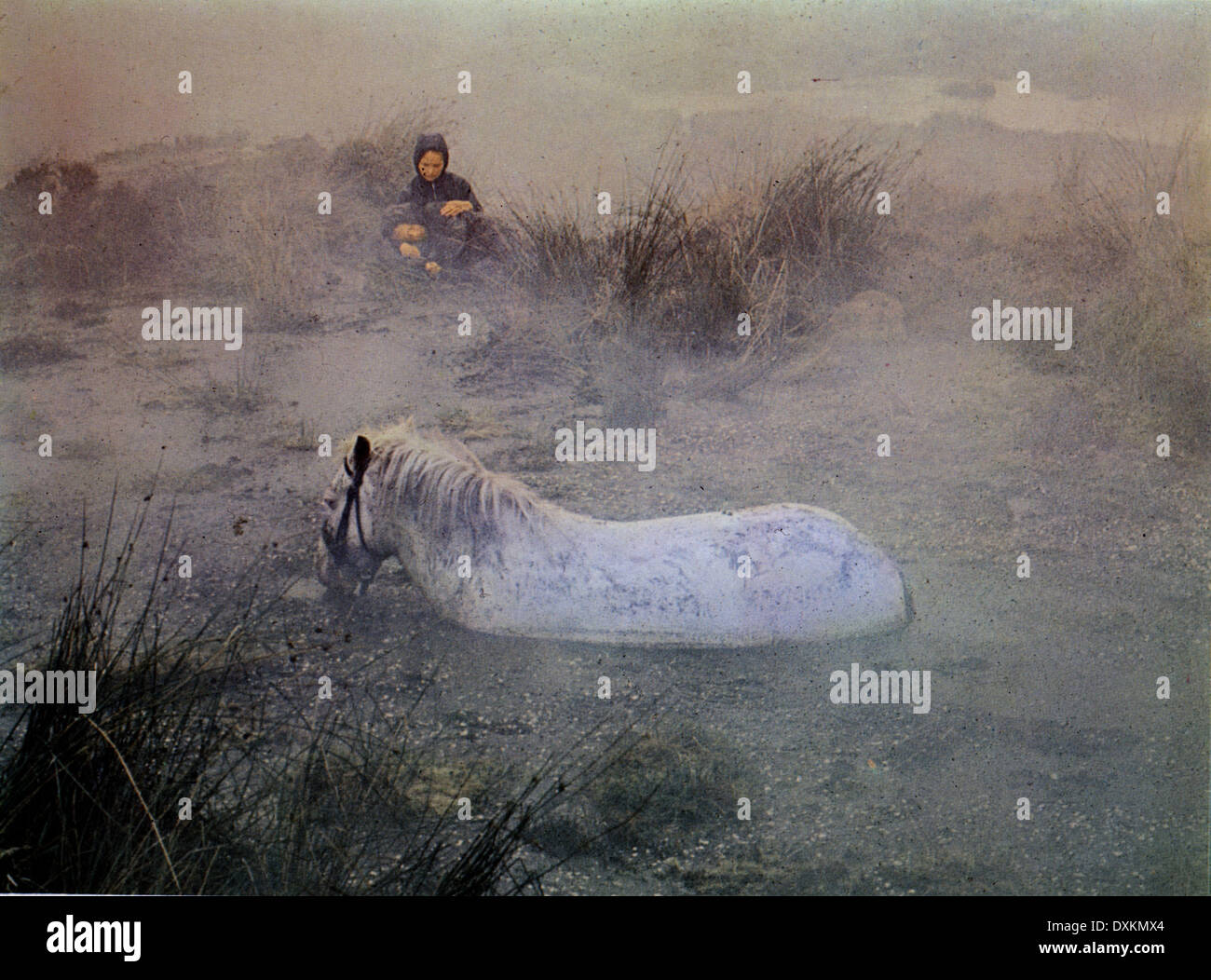 RUN WILD, RUN FREE Stock Photo - Alamy