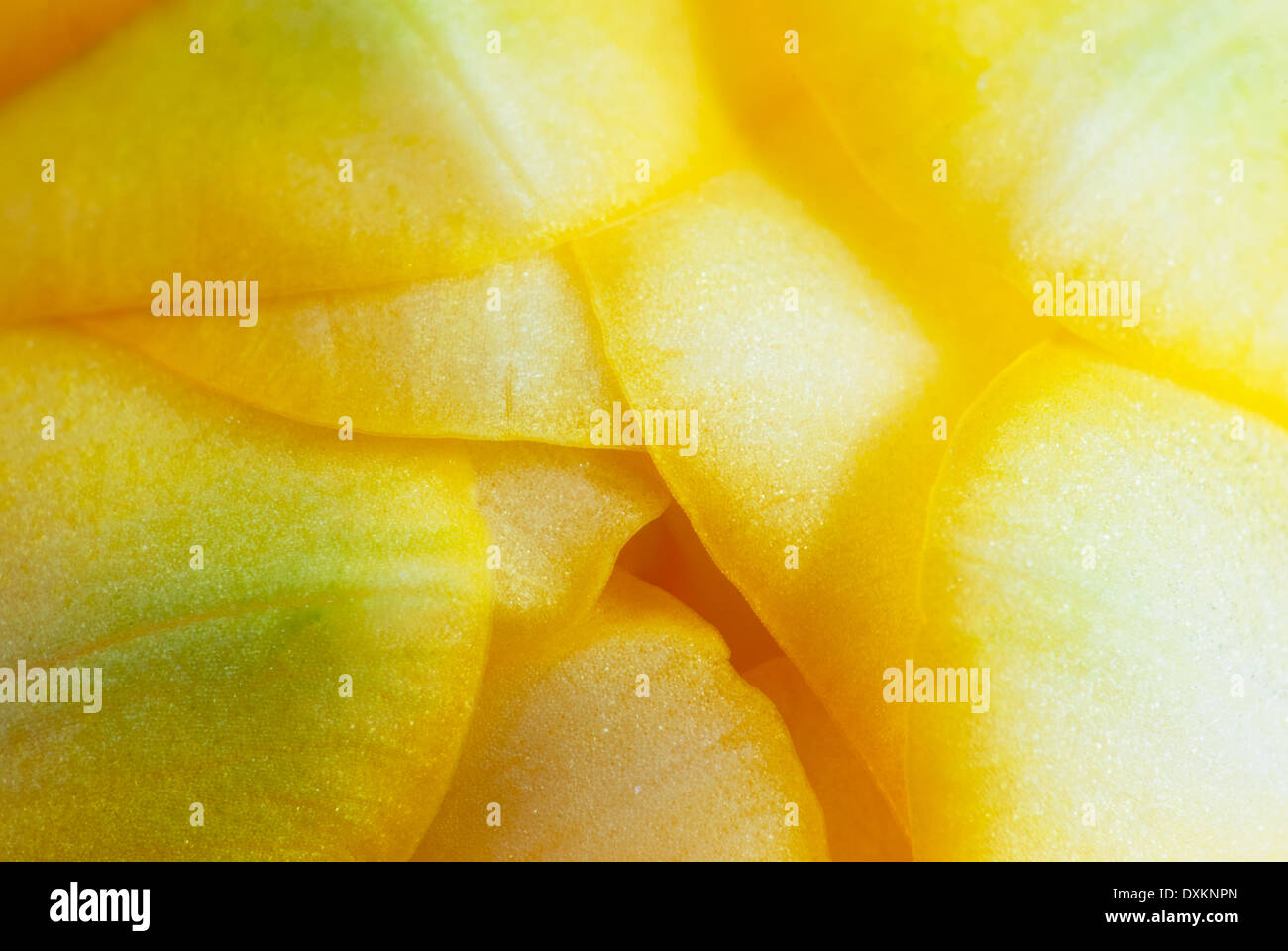 Beautiful yellow freesia in garden hi-res stock photography and images ...