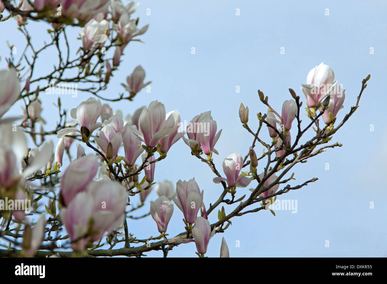 Flowering Magnolia Soulangeana with early-blooming flowers, in various ...