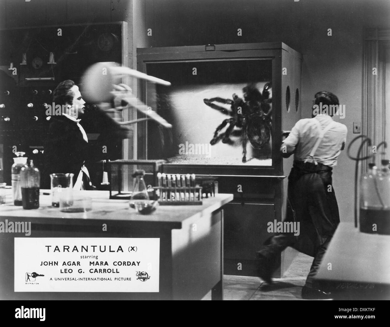 1955 tarantula hi-res stock photography and images - Alamy