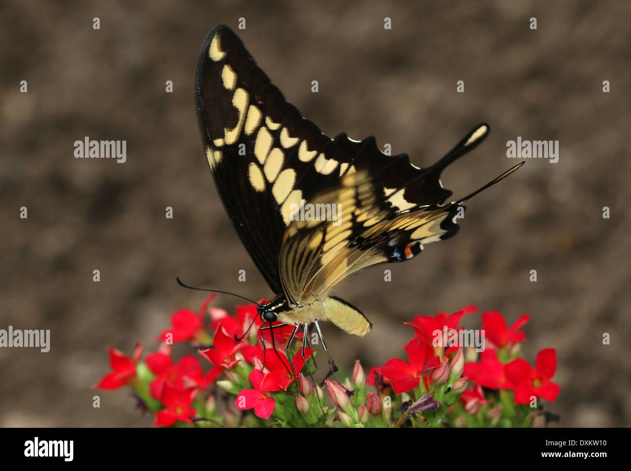 Giant swallowtail on flowers hi-res stock photography and images - Alamy