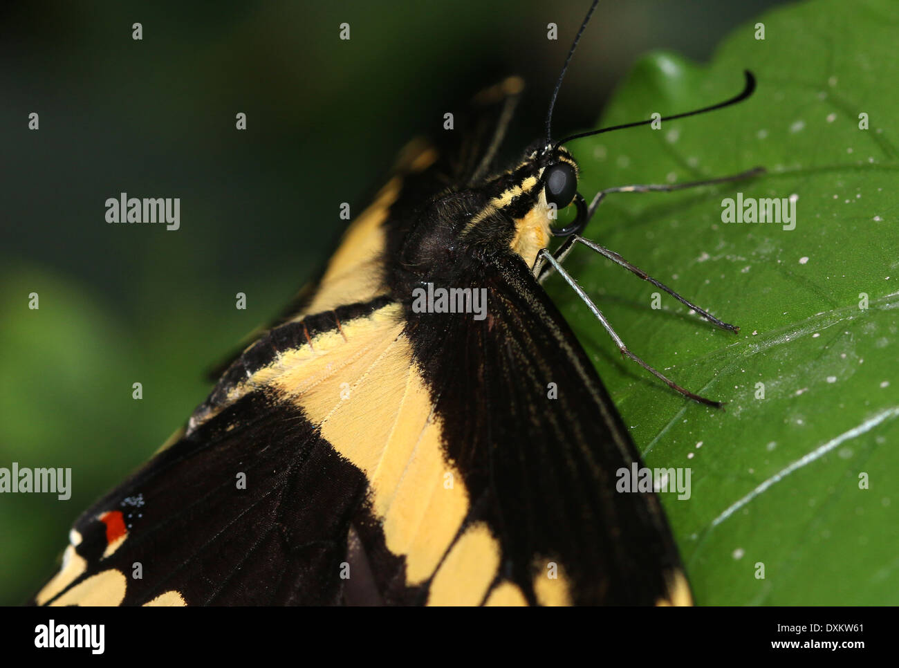 Giant Swallowtail (Papilio cresphontes) a.k.a. Orange Dog or Orange ...