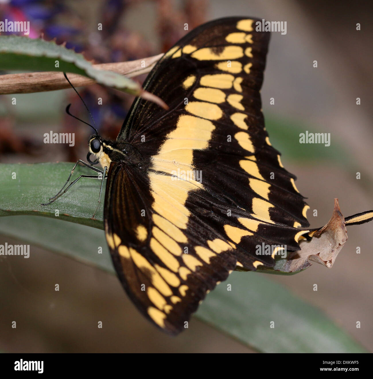 Giant Swallowtail (Papilio cresphontes) a.k.a. Orange Dog or Orange ...