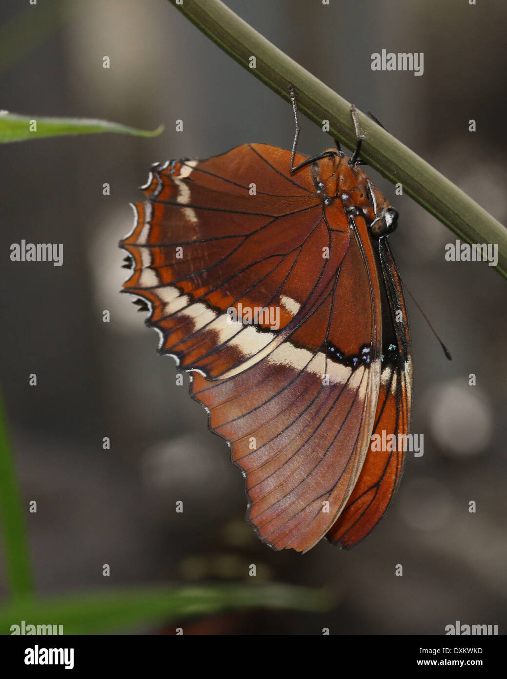 Close-up of a Rusty-tipped Page (Siproeta epaphus) a.k.a. Black and Tan ...