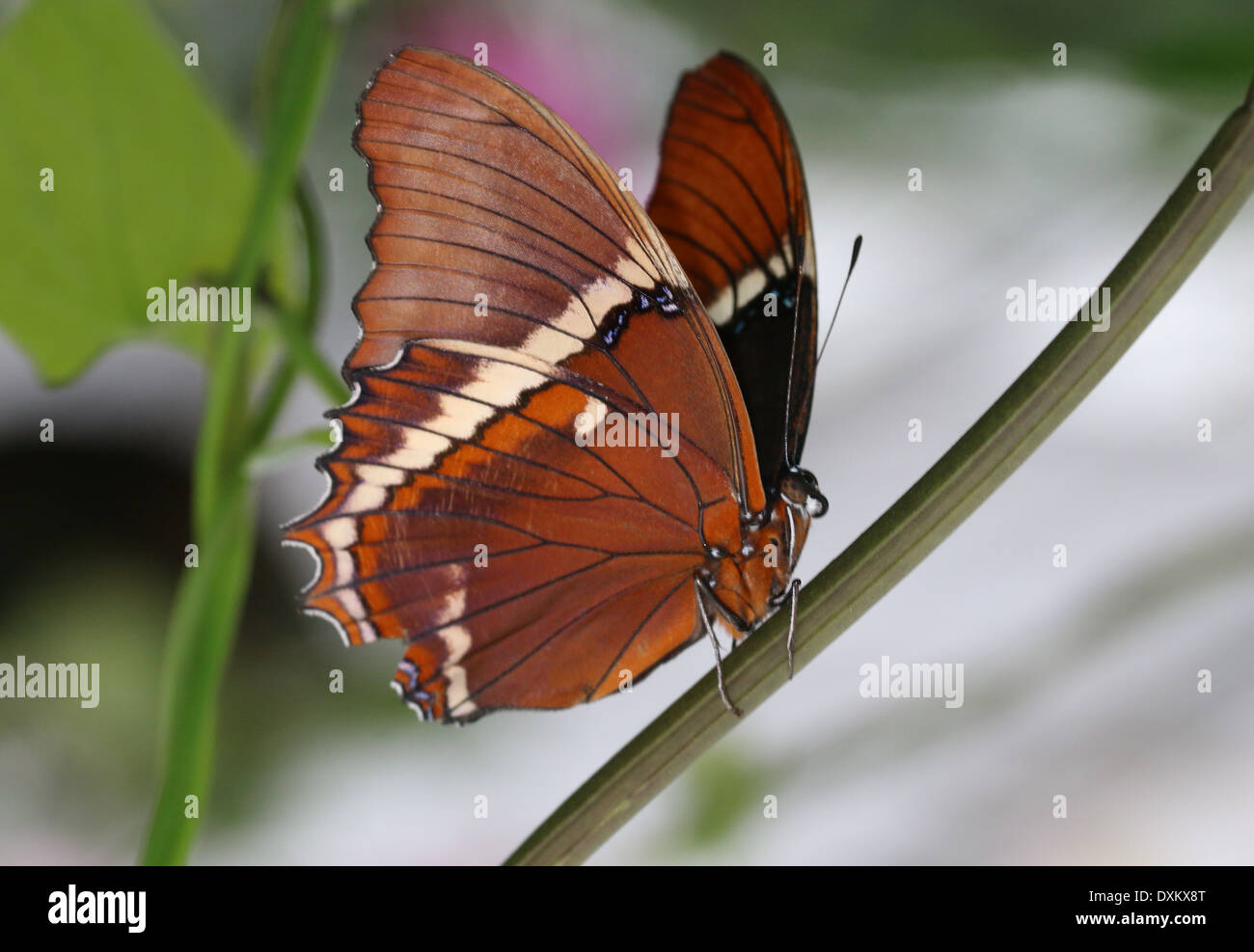 Brown siproeta brown page butterfly hi-res stock photography and images ...