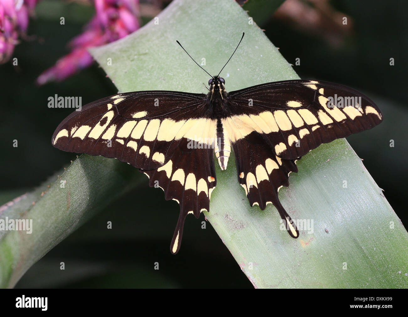 Giant Swallowtail (Papilio cresphontes) a.k.a. Orange Dog or Orange ...