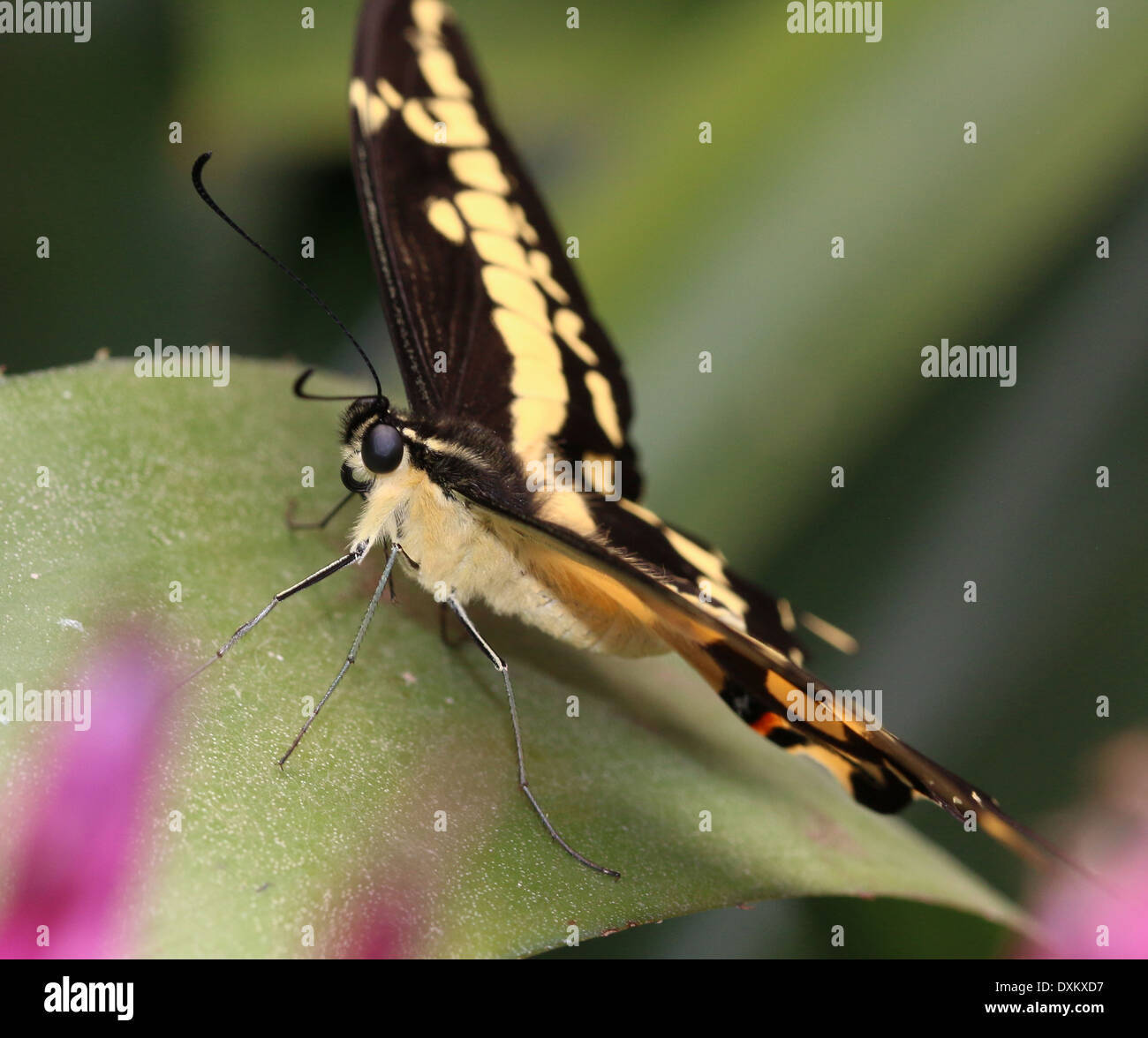 Giant Swallowtail (Papilio cresphontes) a.k.a. Orange Dog or Orange ...