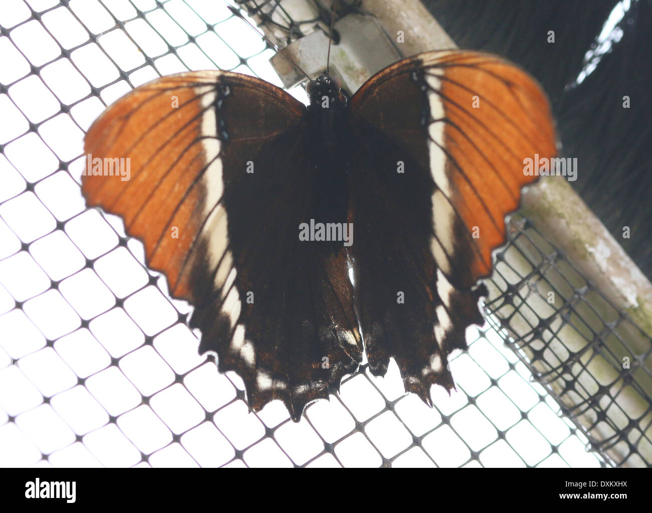 Close-up of a Rusty-tipped Page (Siproeta epaphus) a.k.a. Black and Tan ...