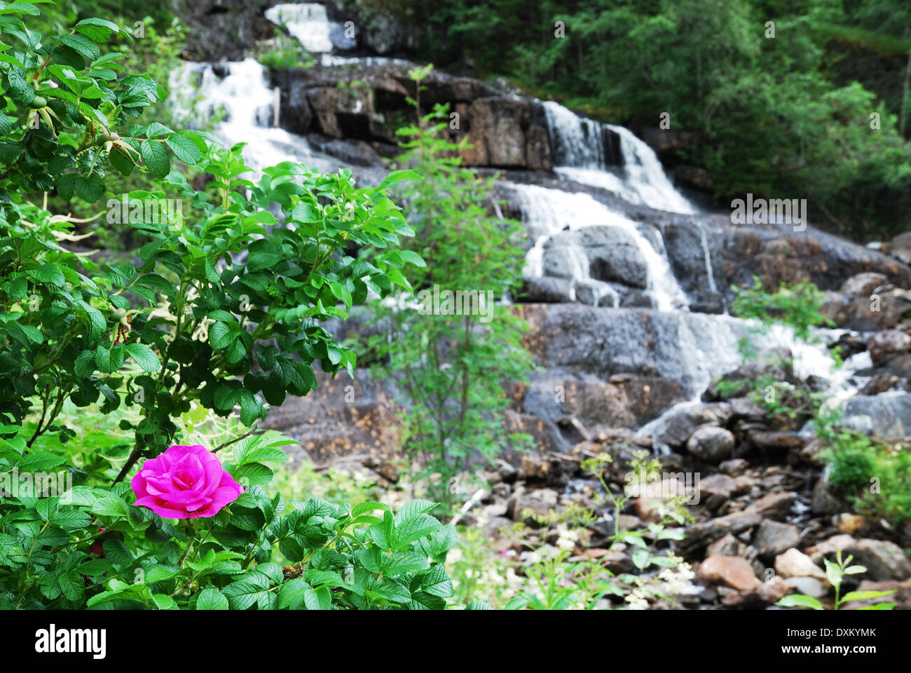 Falling bush hi-res stock photography and images - Alamy