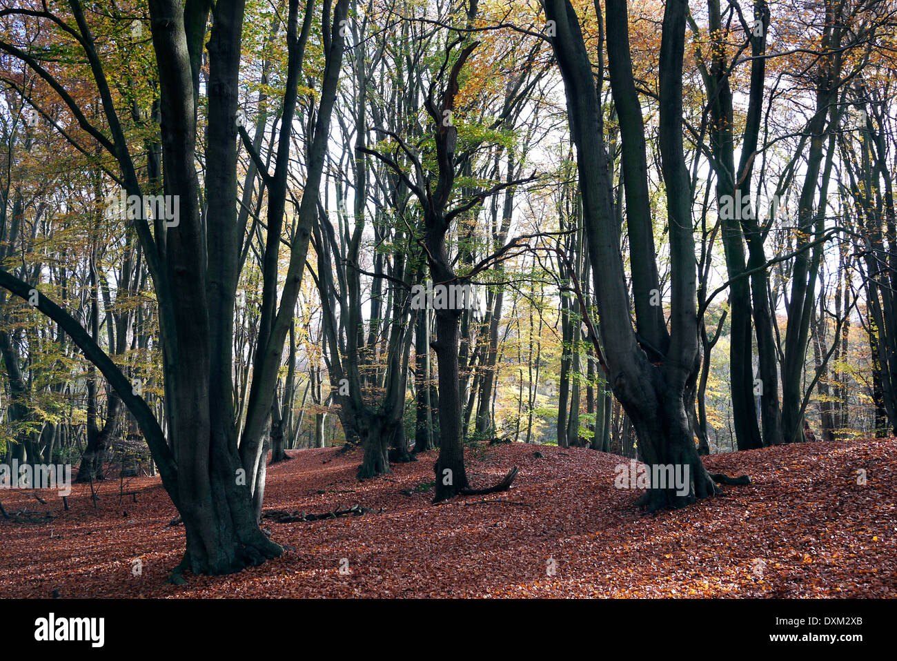 Epping forest, Epping, Essex, England, UK Stock Photo - Alamy