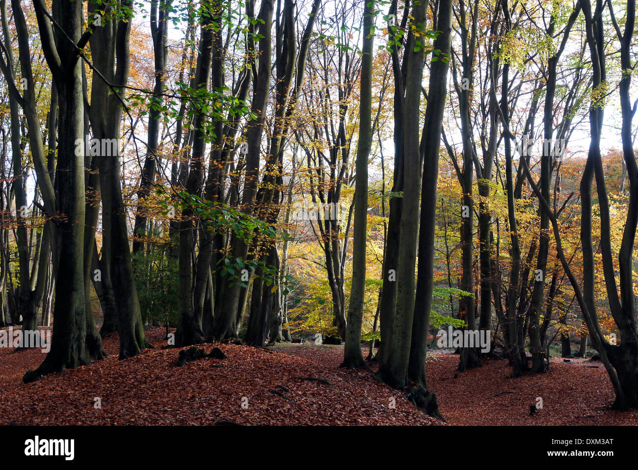 Epping forest, Epping, Essex, England, UK Stock Photo - Alamy
