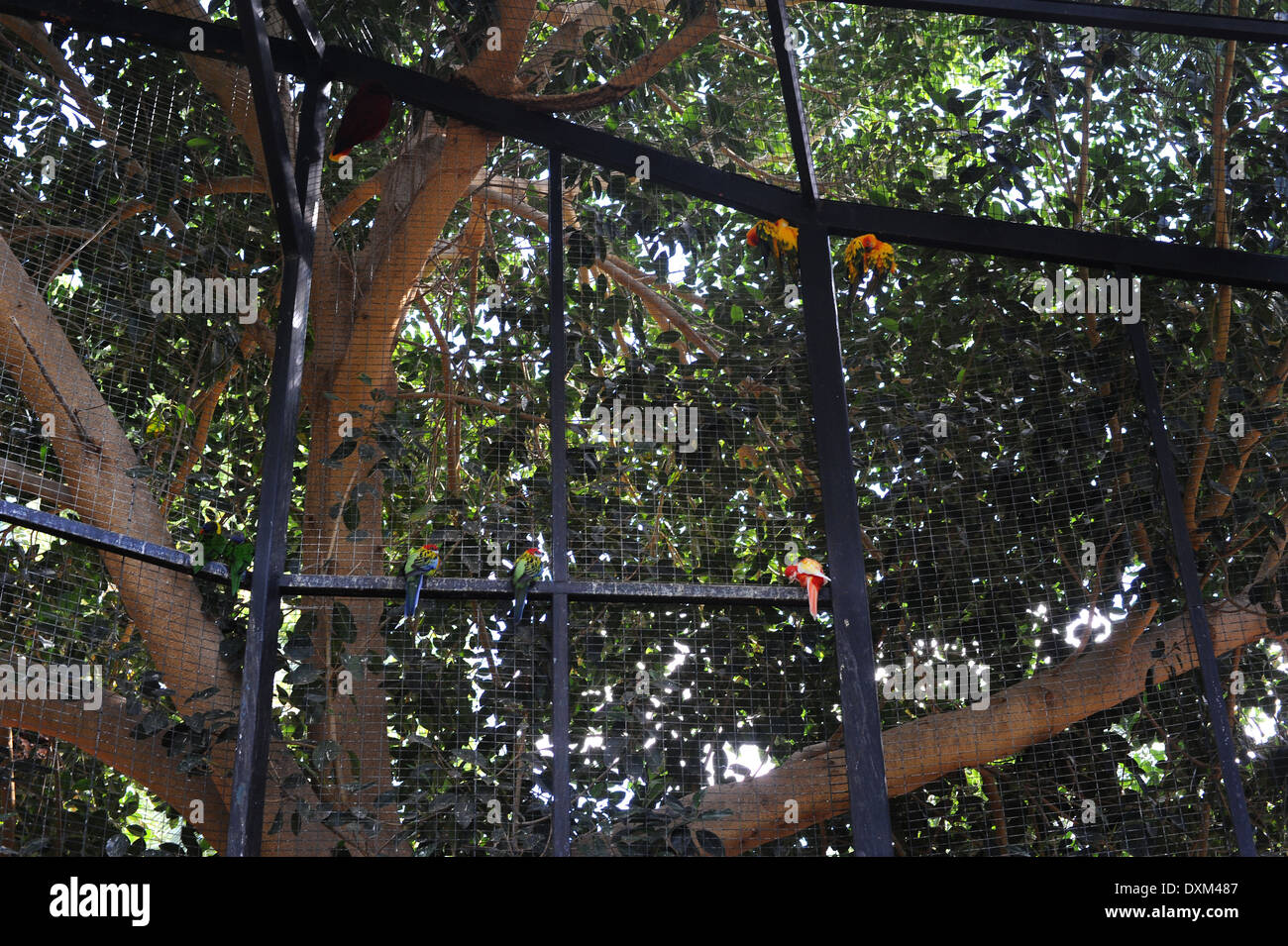 Aviary background hi-res stock photography and images - Alamy