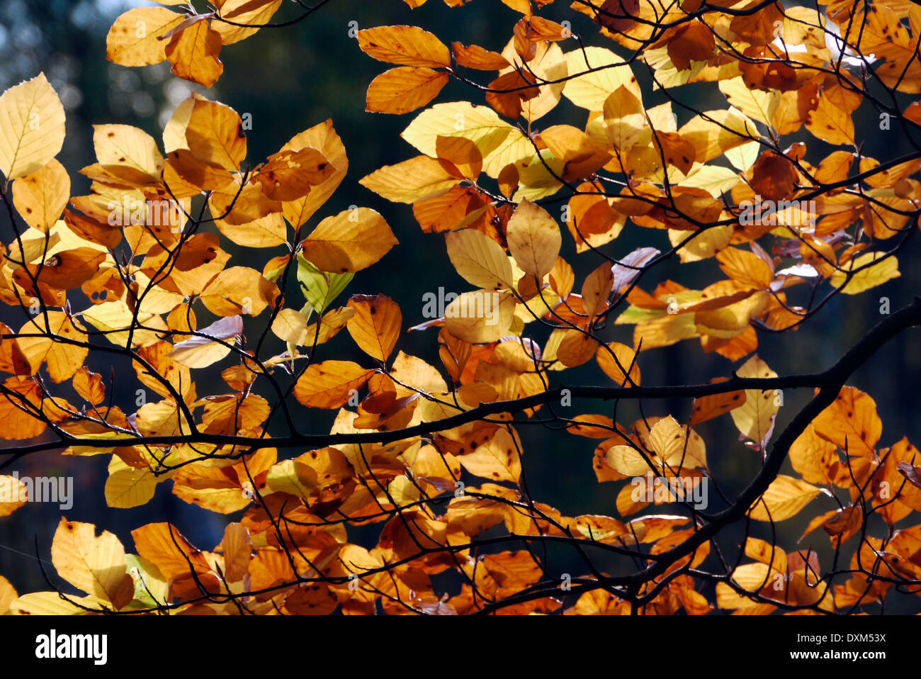 Epping forest, Epping, Essex, England, UK Stock Photo - Alamy