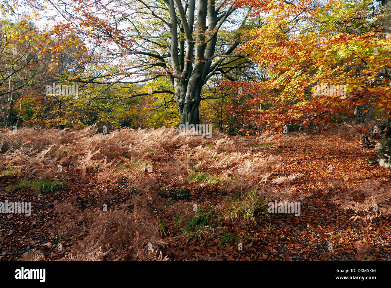 Epping forest, Epping, Essex, England, UK Stock Photo - Alamy