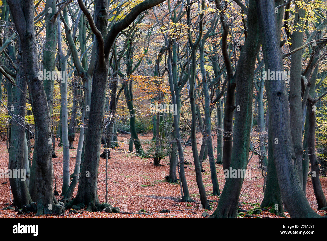 Epping forest, Epping, Essex, England, UK Stock Photo - Alamy