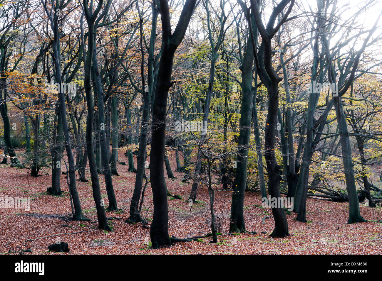 Epping forest, Epping, Essex, England, UK Stock Photo - Alamy