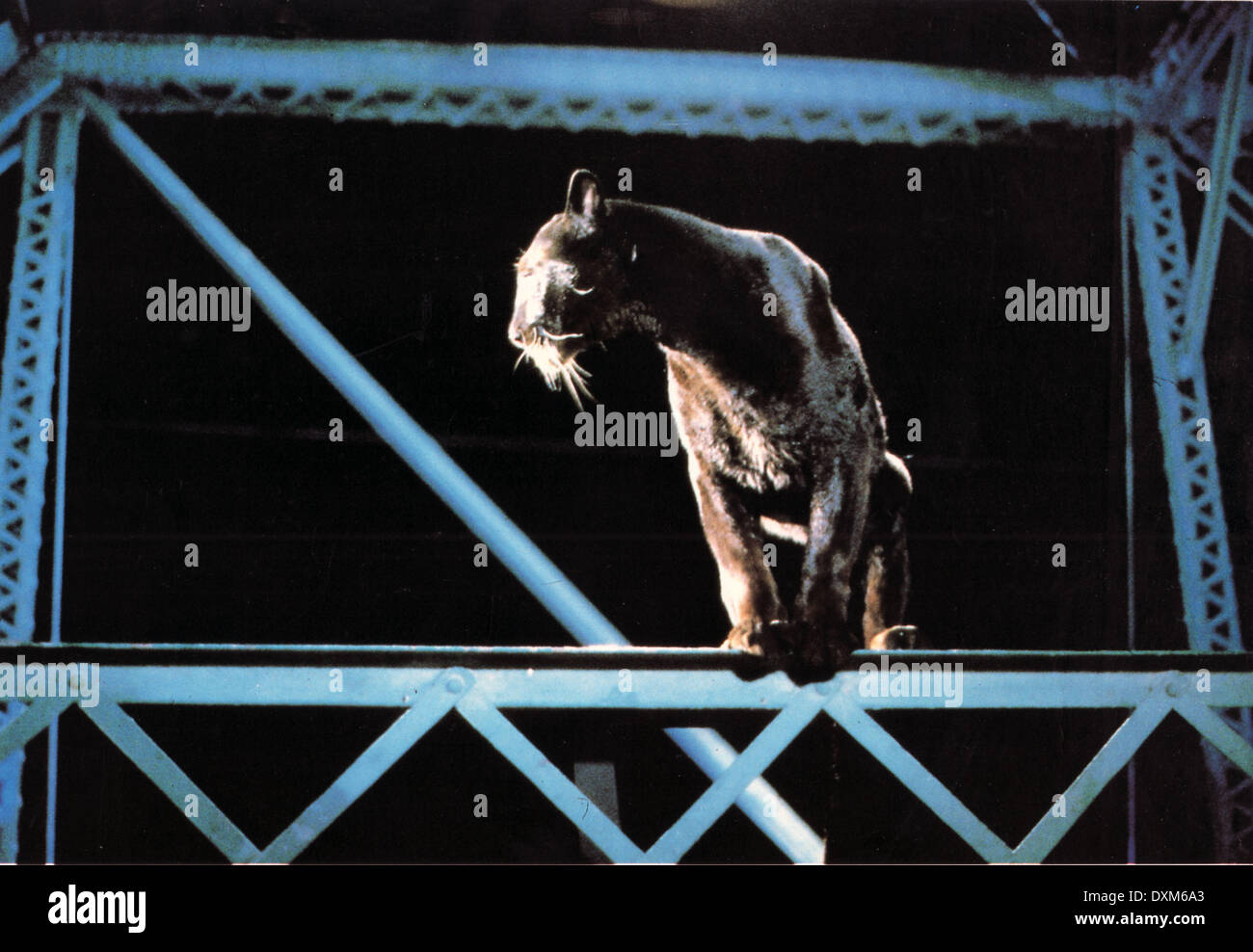 Cat people 1982 hi-res stock photography and images - Alamy