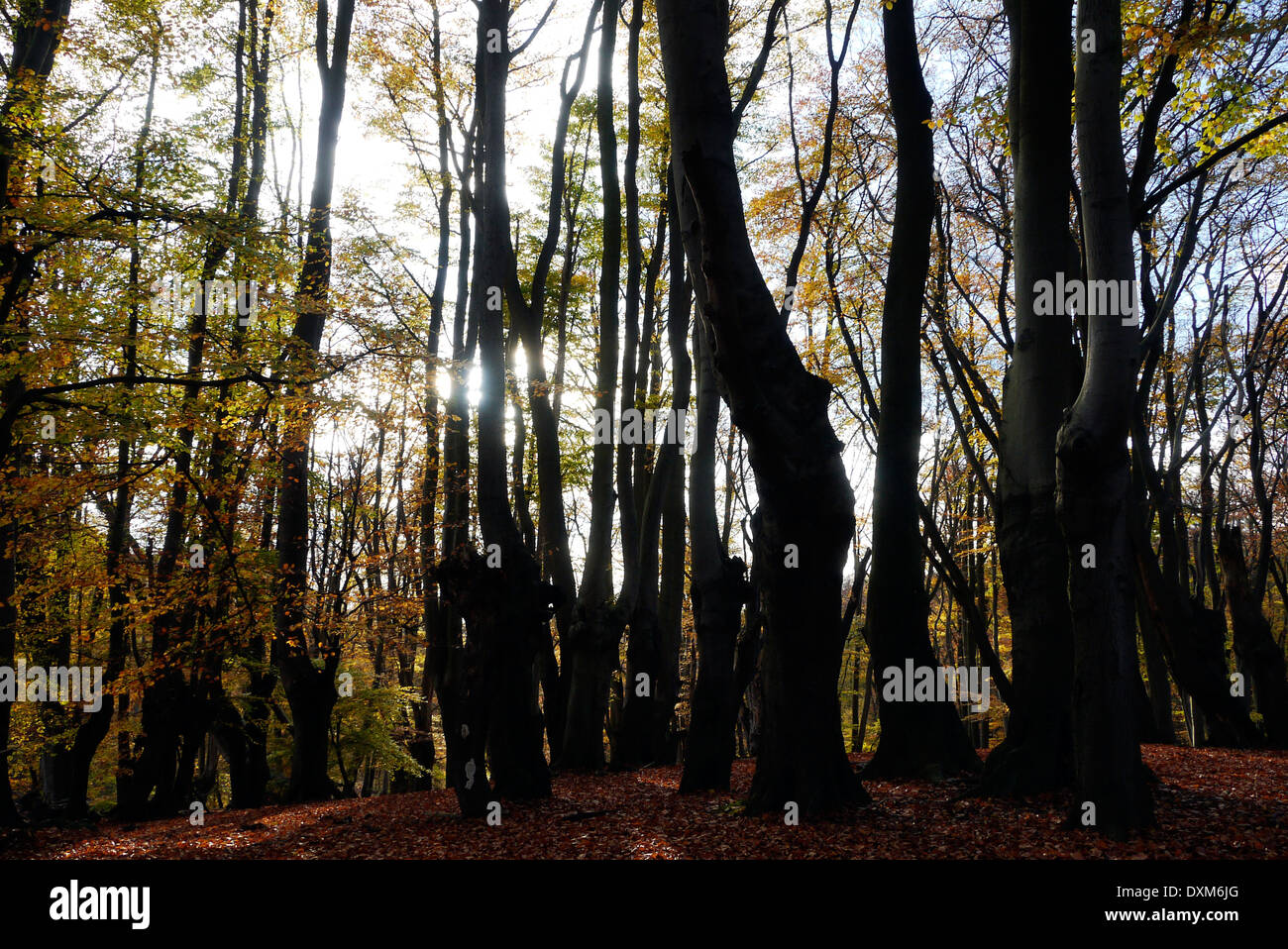 Epping forest, Epping, Essex, England, UK Stock Photo - Alamy
