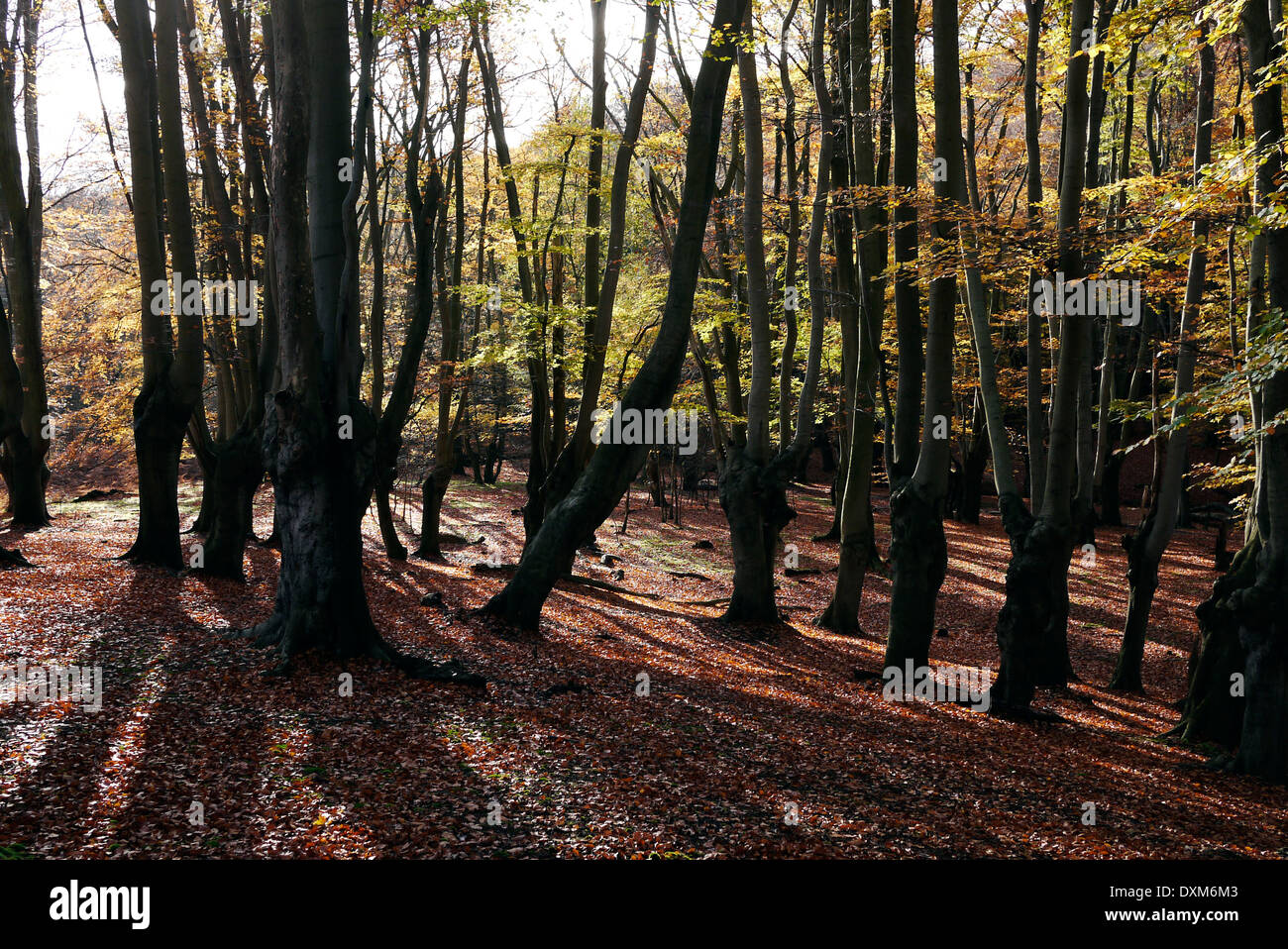 Epping forest, Epping, Essex, England, UK Stock Photo - Alamy