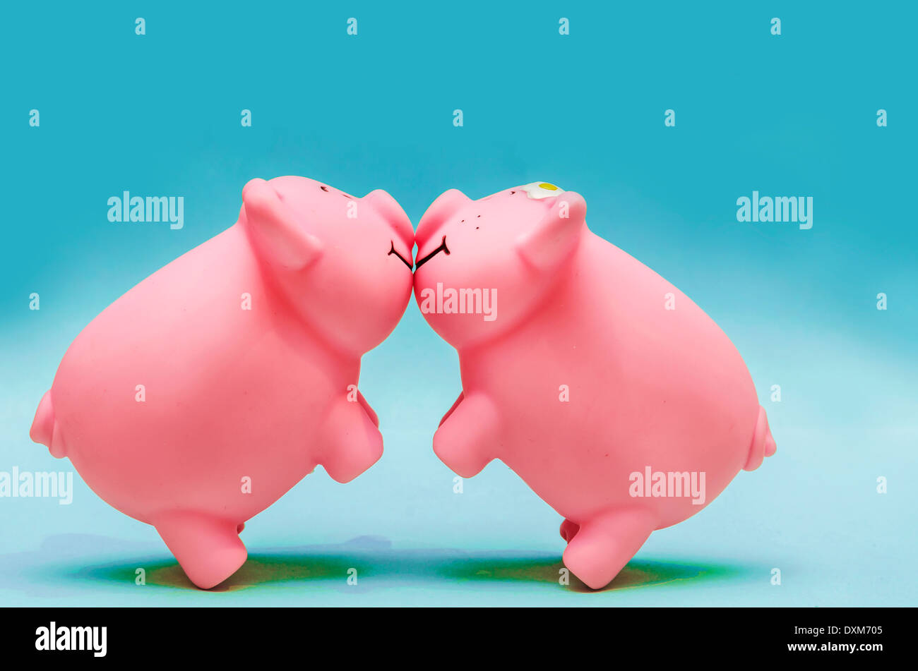 Kiss pig hi-res stock photography and images - Alamy