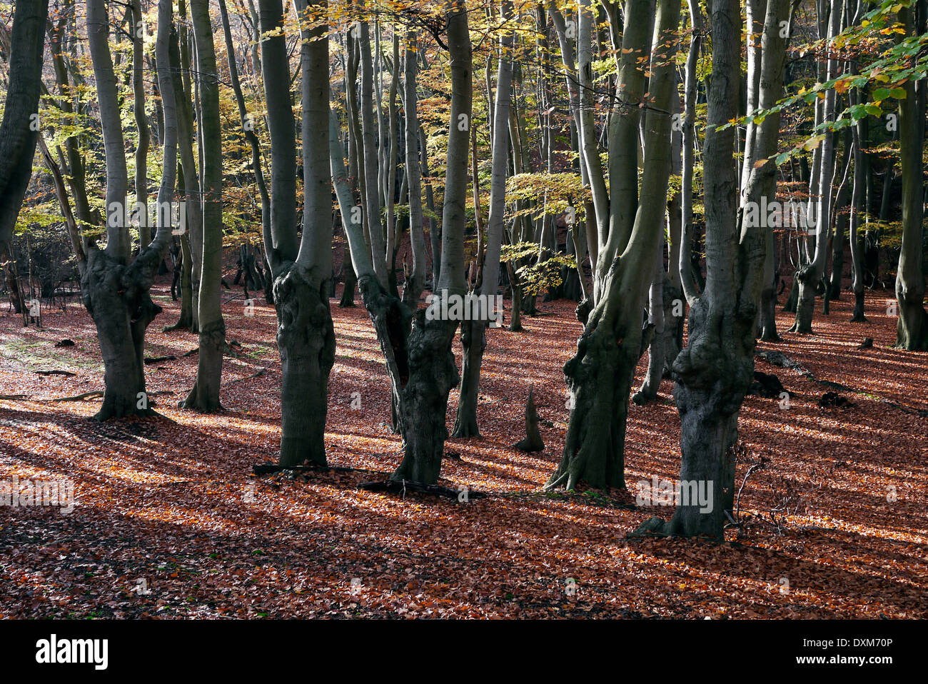 Epping forest, Epping, Essex, England, UK Stock Photo - Alamy