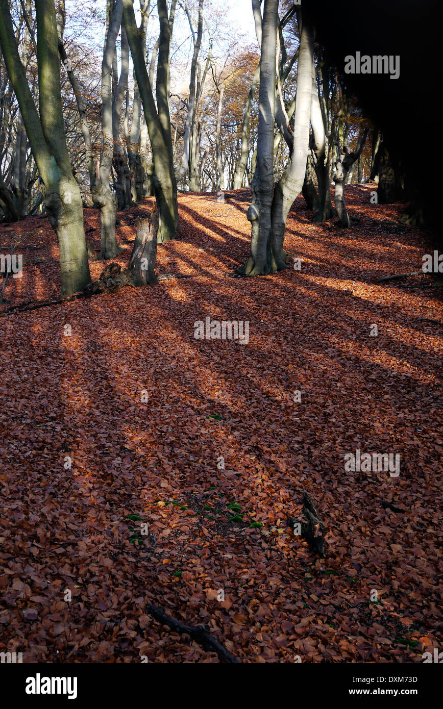 Epping forest, Epping, Essex, England, UK Stock Photo - Alamy