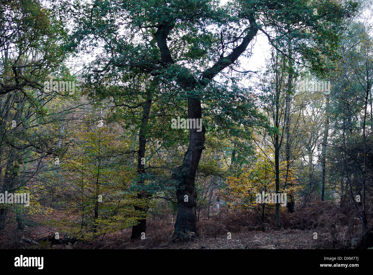 Epping forest, Epping, Essex, England, UK Stock Photo - Alamy