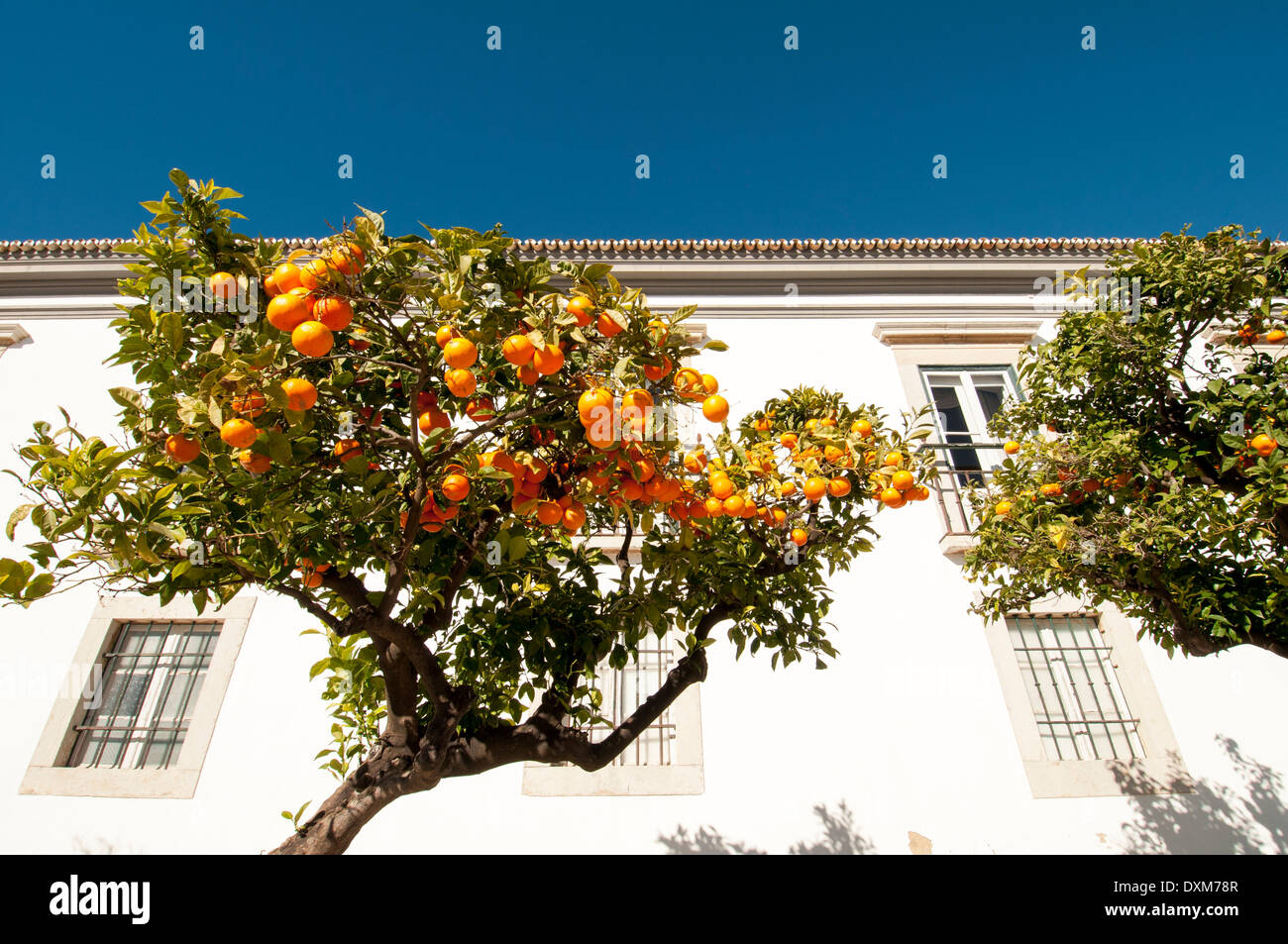 Courtyard of the oranges hi-res stock photography and images - Alamy
