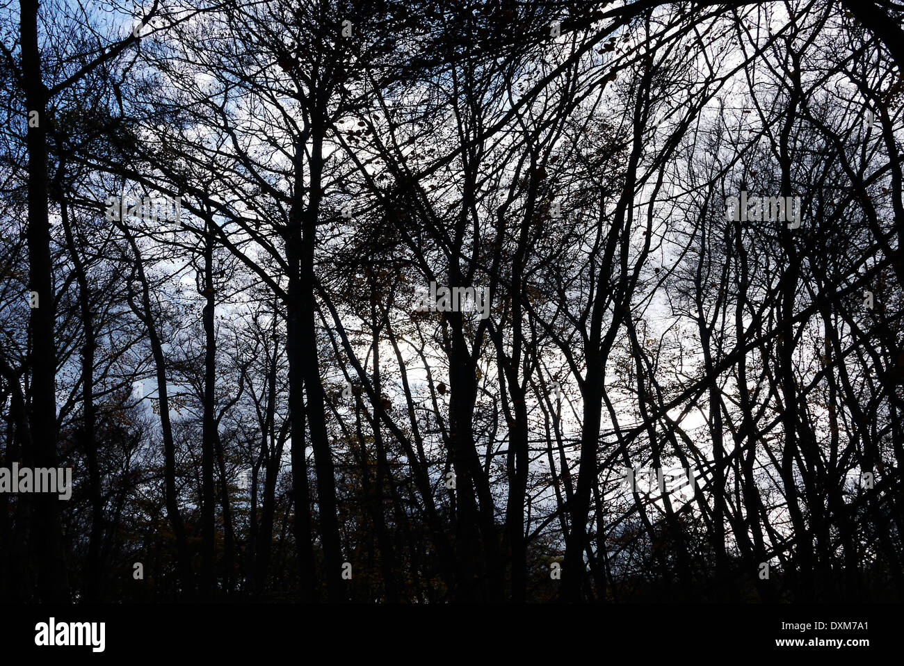 Epping forest, Epping, Essex, England, UK Stock Photo - Alamy