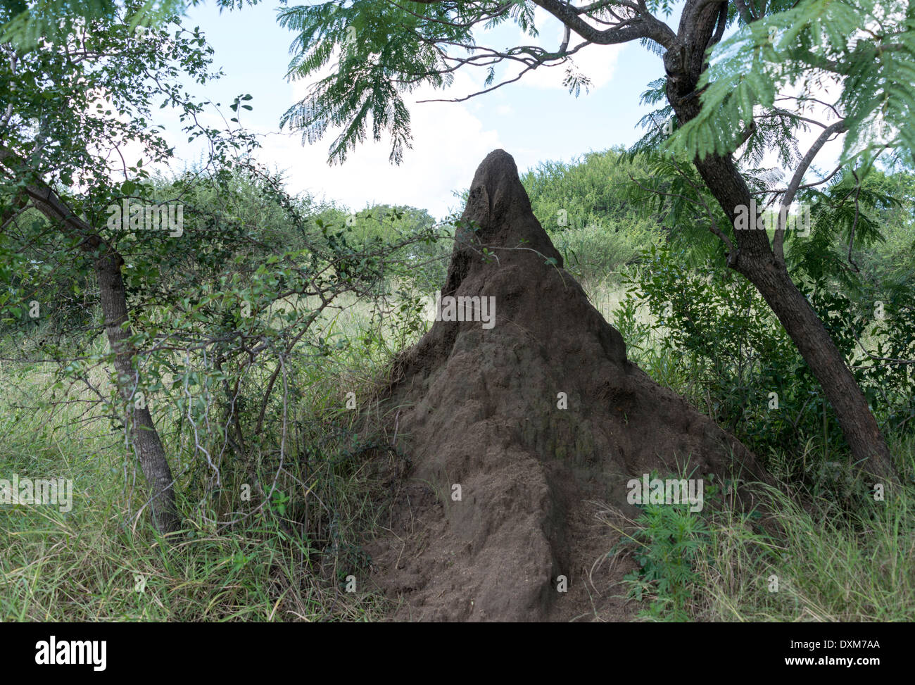 big termite hill in africa Stock Photo - Alamy