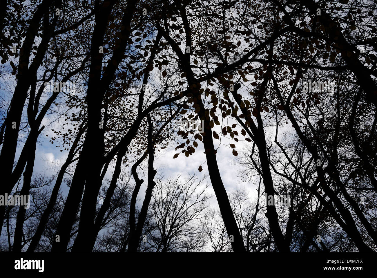 Epping forest, Epping, Essex, England, UK Stock Photo - Alamy