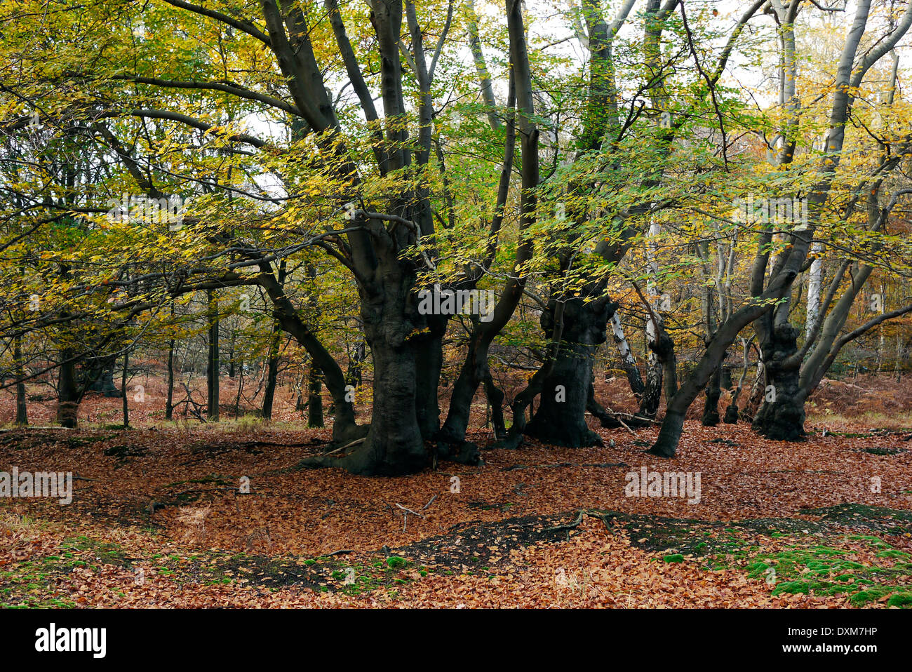 Epping forest, Epping, Essex, England, UK Stock Photo - Alamy