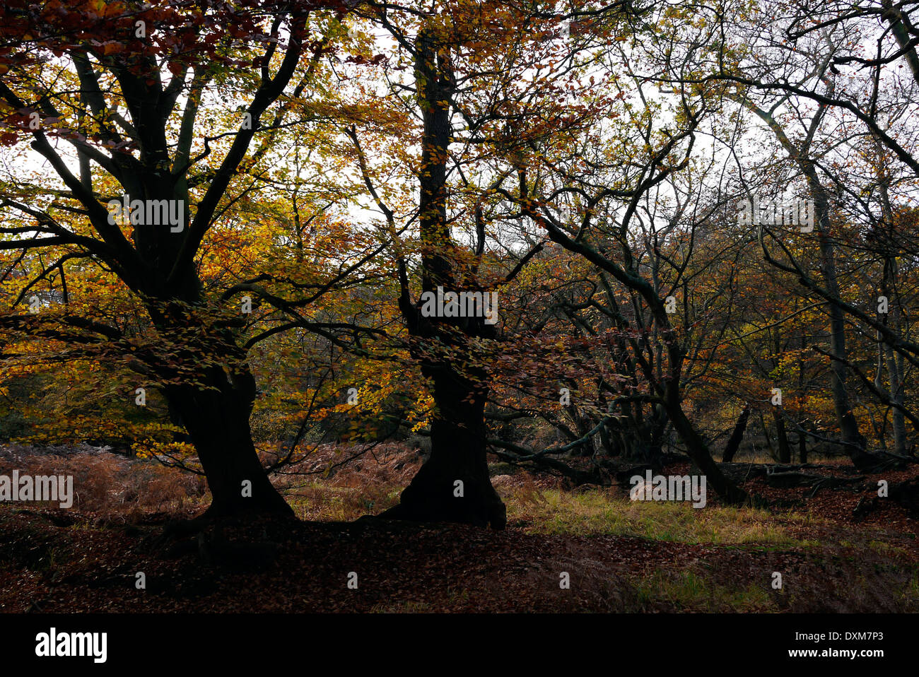 Epping forest, Epping, Essex, England, UK Stock Photo - Alamy