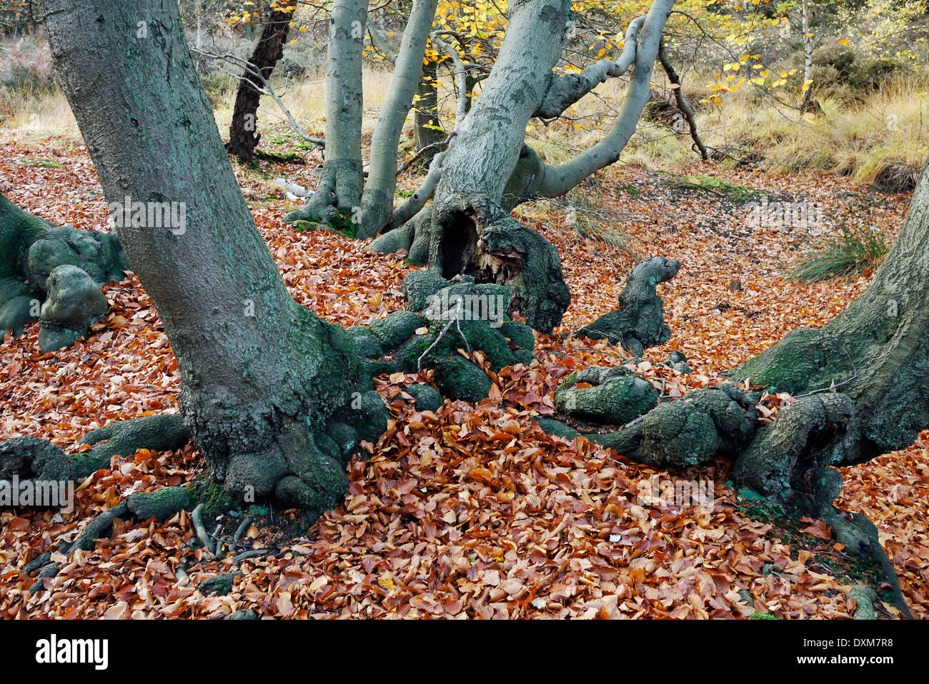 Epping forest, Epping, Essex, England, UK Stock Photo - Alamy