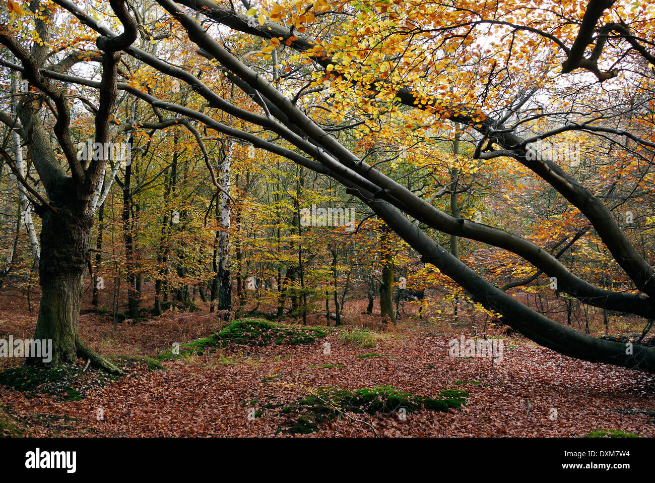 Epping forest, Epping, Essex, England, UK Stock Photo - Alamy