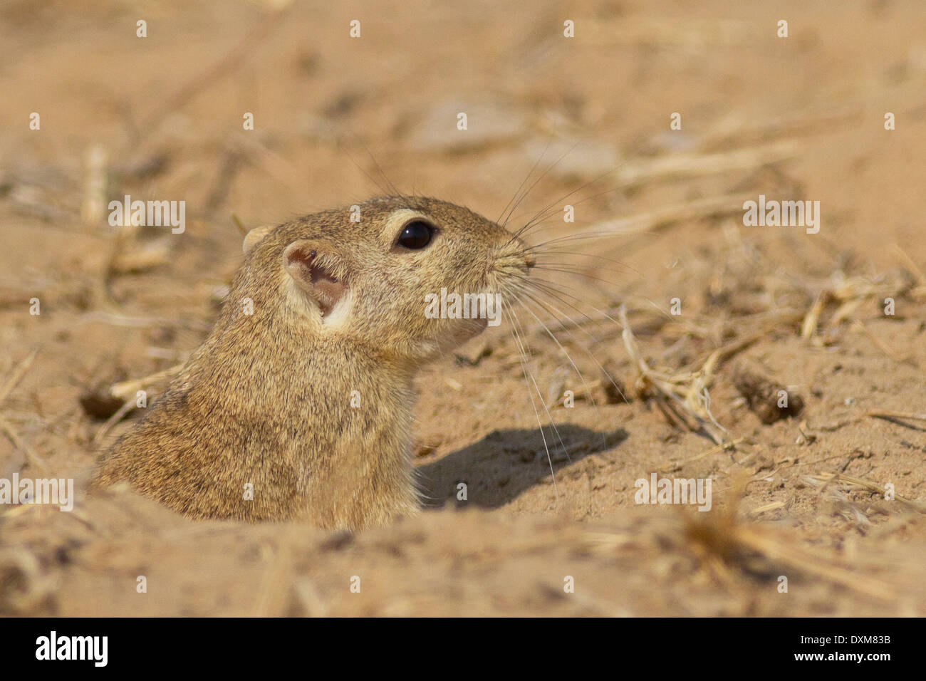 Jird desert hi-res stock photography and images - Alamy