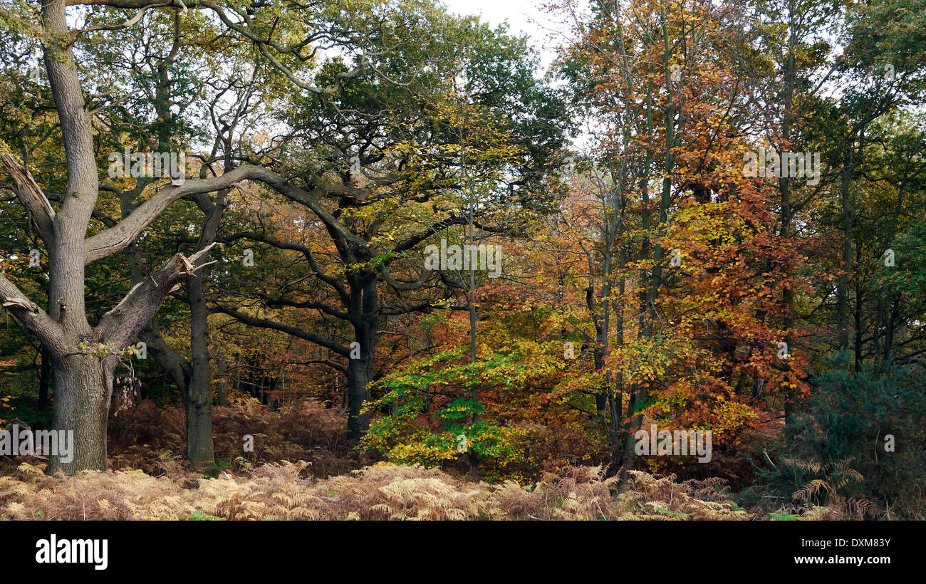 Epping forest, Epping, Essex, England, UK Stock Photo - Alamy
