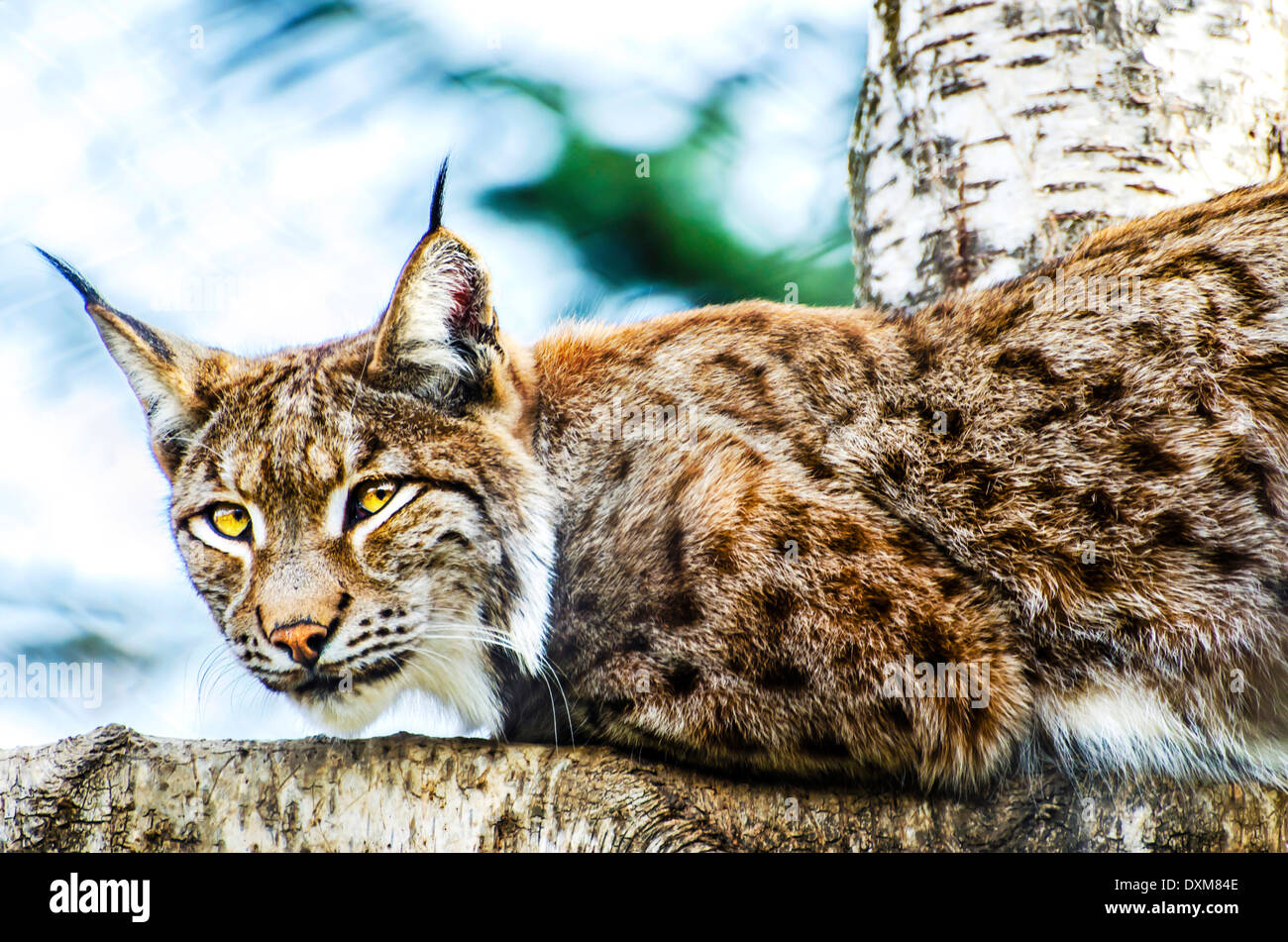 Lynx Ears Stock Photos & Lynx Ears Stock Images - Alamy