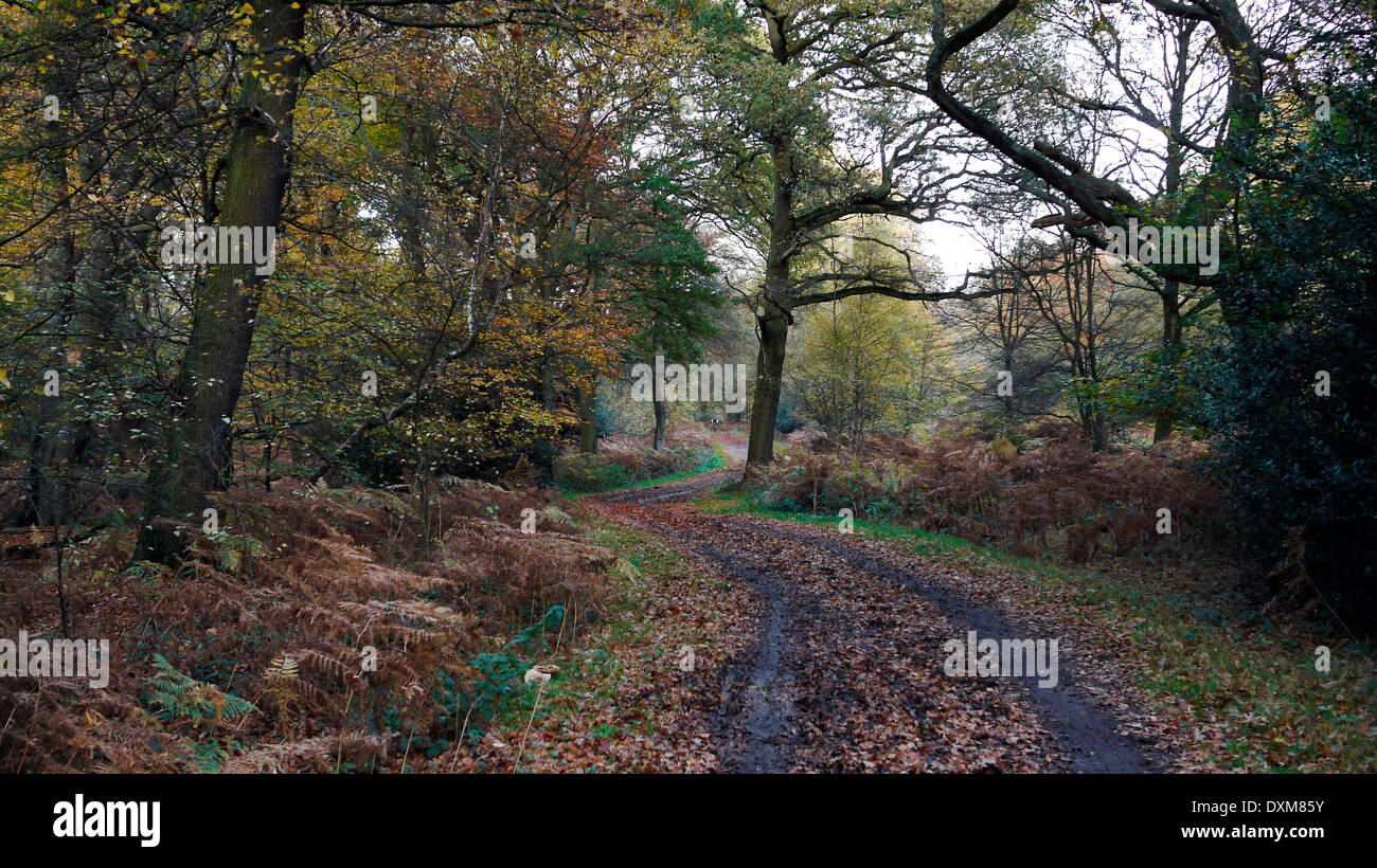 Epping forest hi-res stock photography and images - Alamy