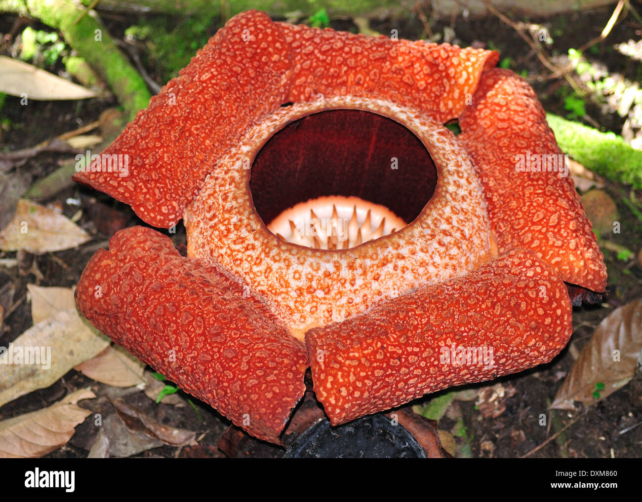Rafflesia keithii, the biggest flower of the world -Mt. Kinabalu ...