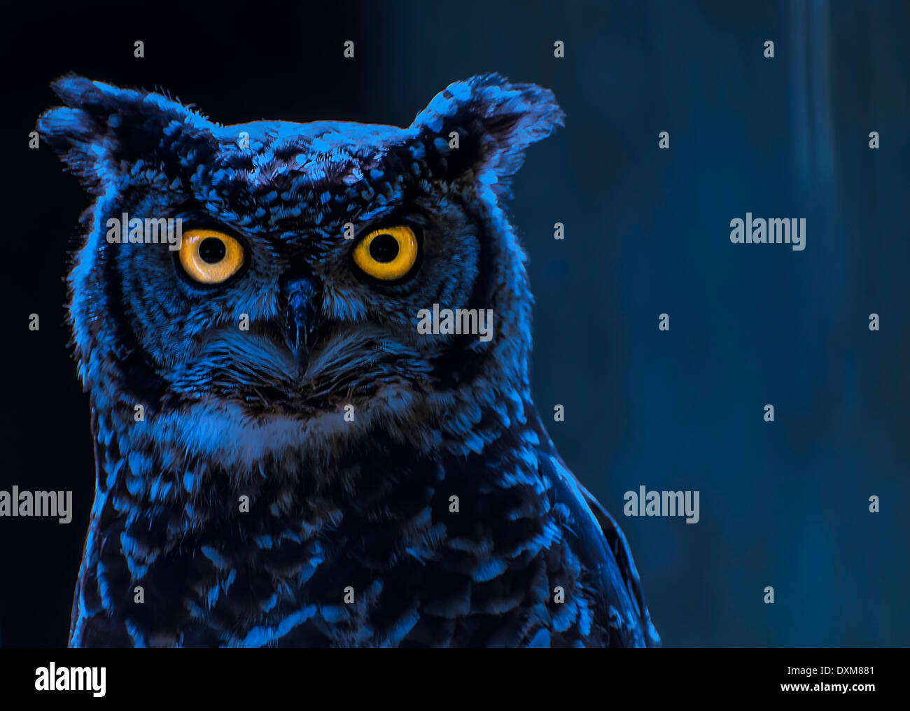 Owl moonlight hi-res stock photography and images - Alamy
