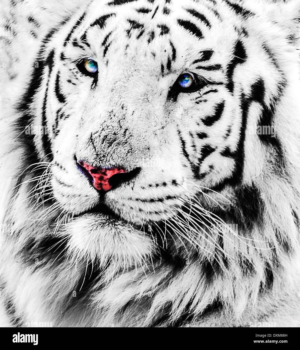 White Tigers With Red Eyes