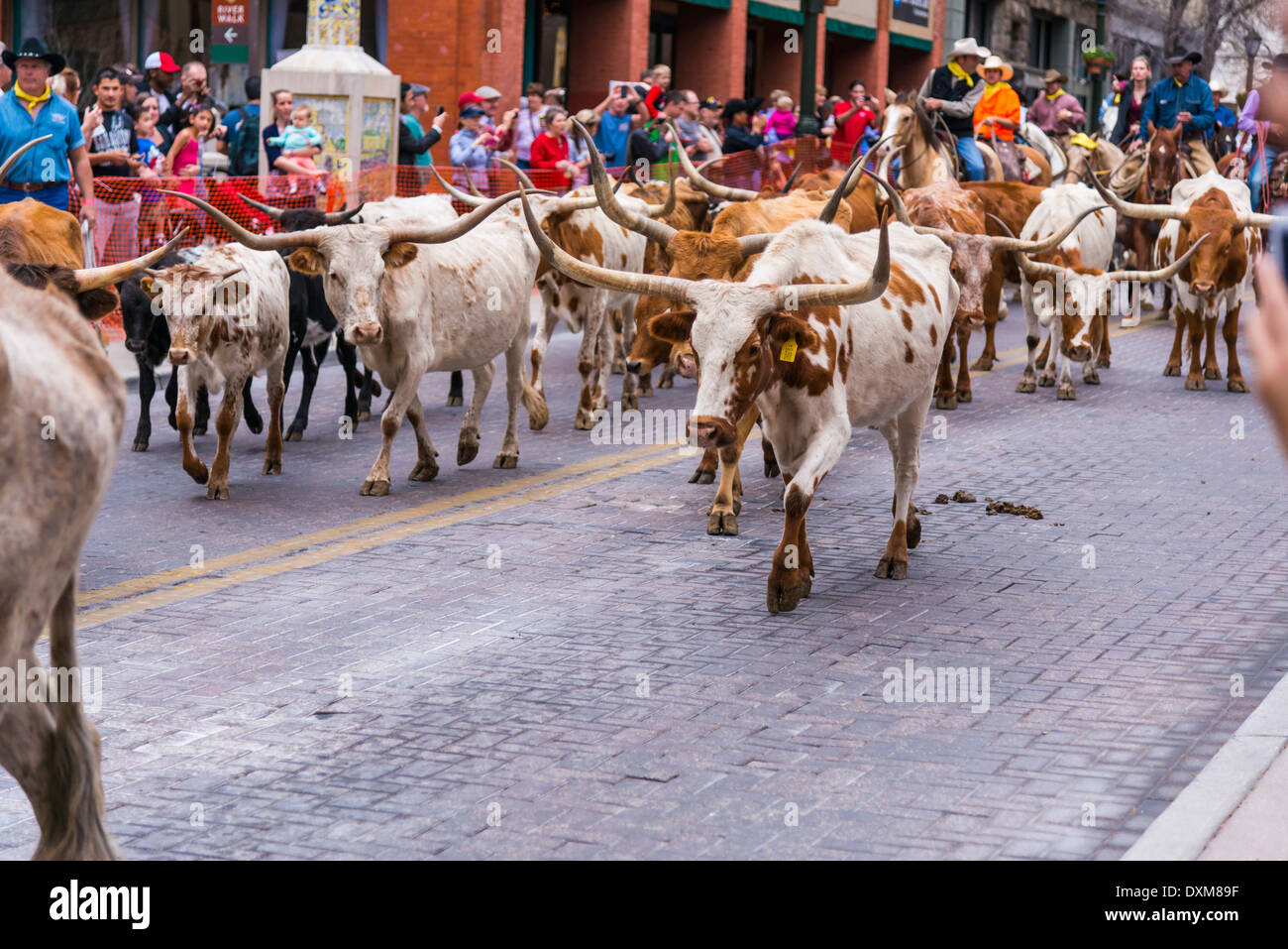 USA, Texas, San Antonio, Grand opening parade of the 2014 Rodeo ...