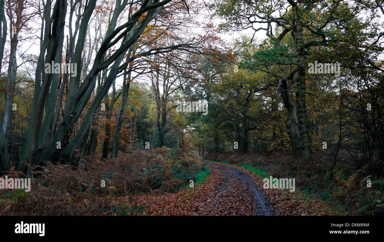 Trail through Epping forest, Epping, Essex, England, UK Stock Photo - Alamy