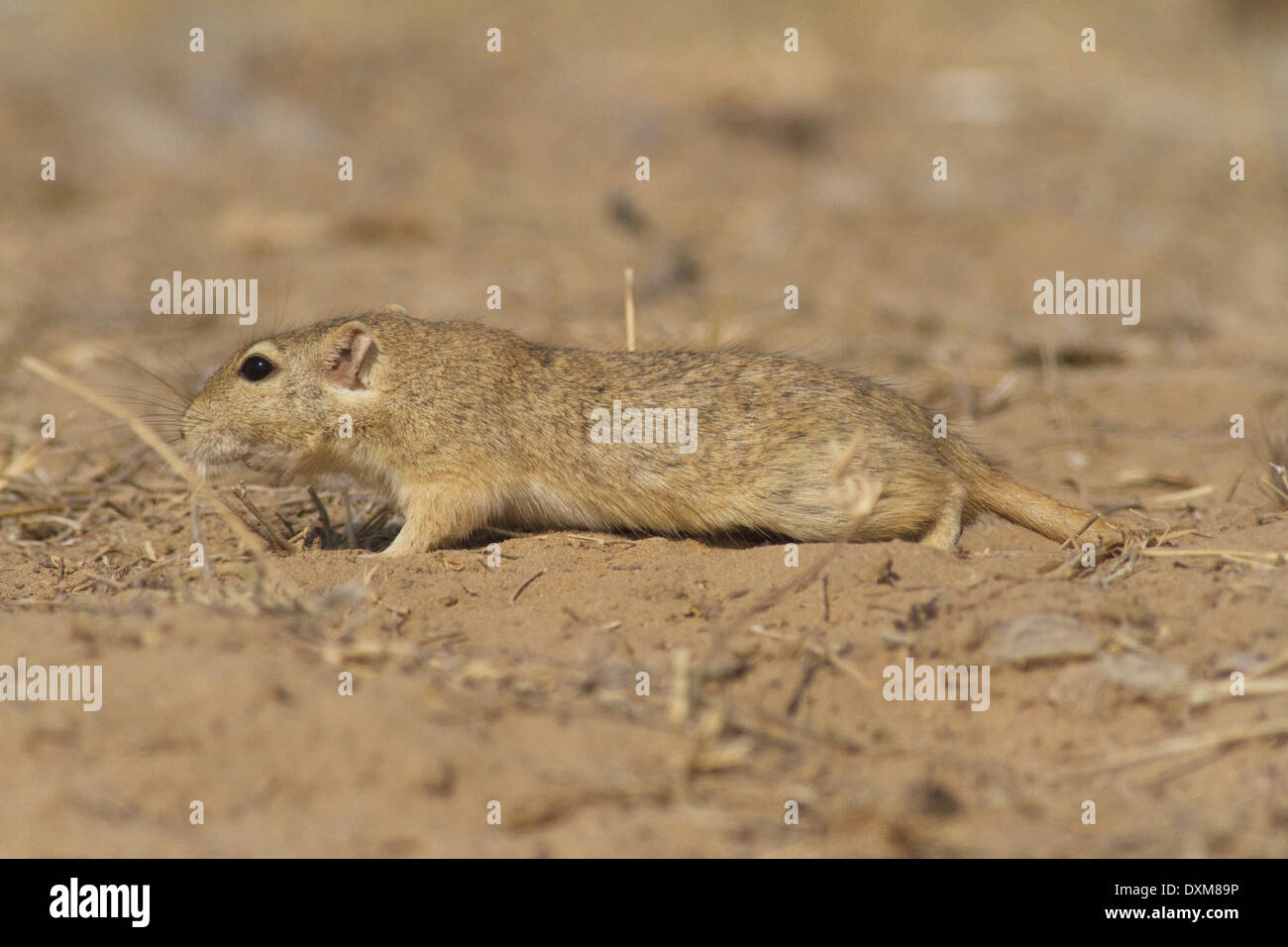 Jird desert hi-res stock photography and images - Alamy