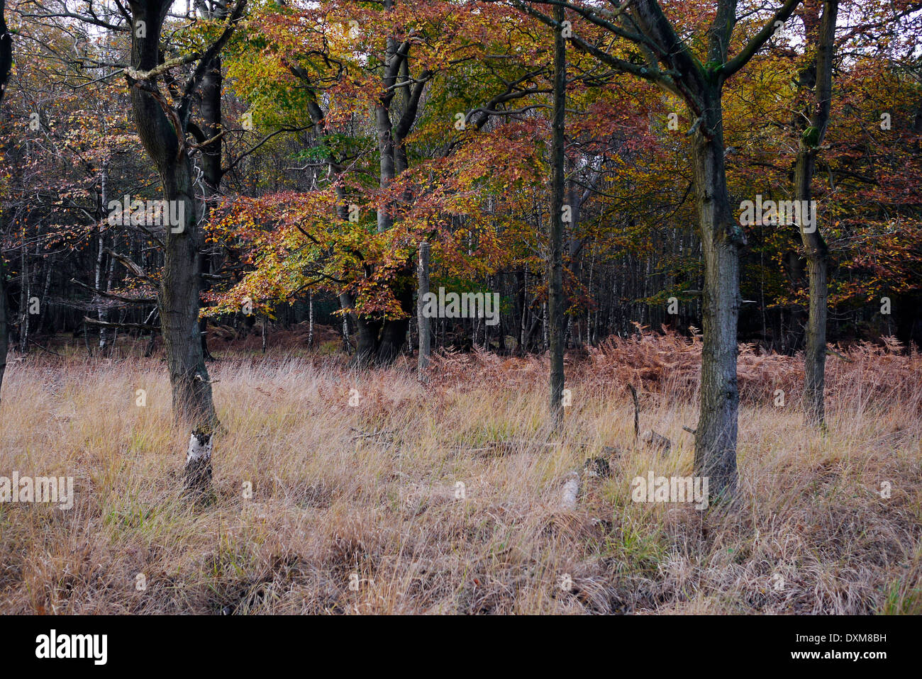 Heath in Epping forest, Epping, Essex, England, UK Stock Photo - Alamy