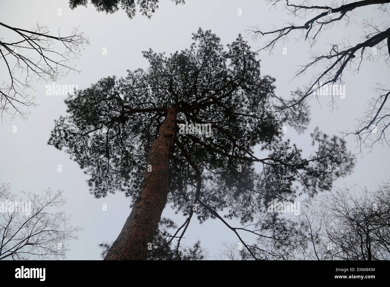 Seoul, South Korea. 27th March 2014. A tall pine tree is seen in a ...