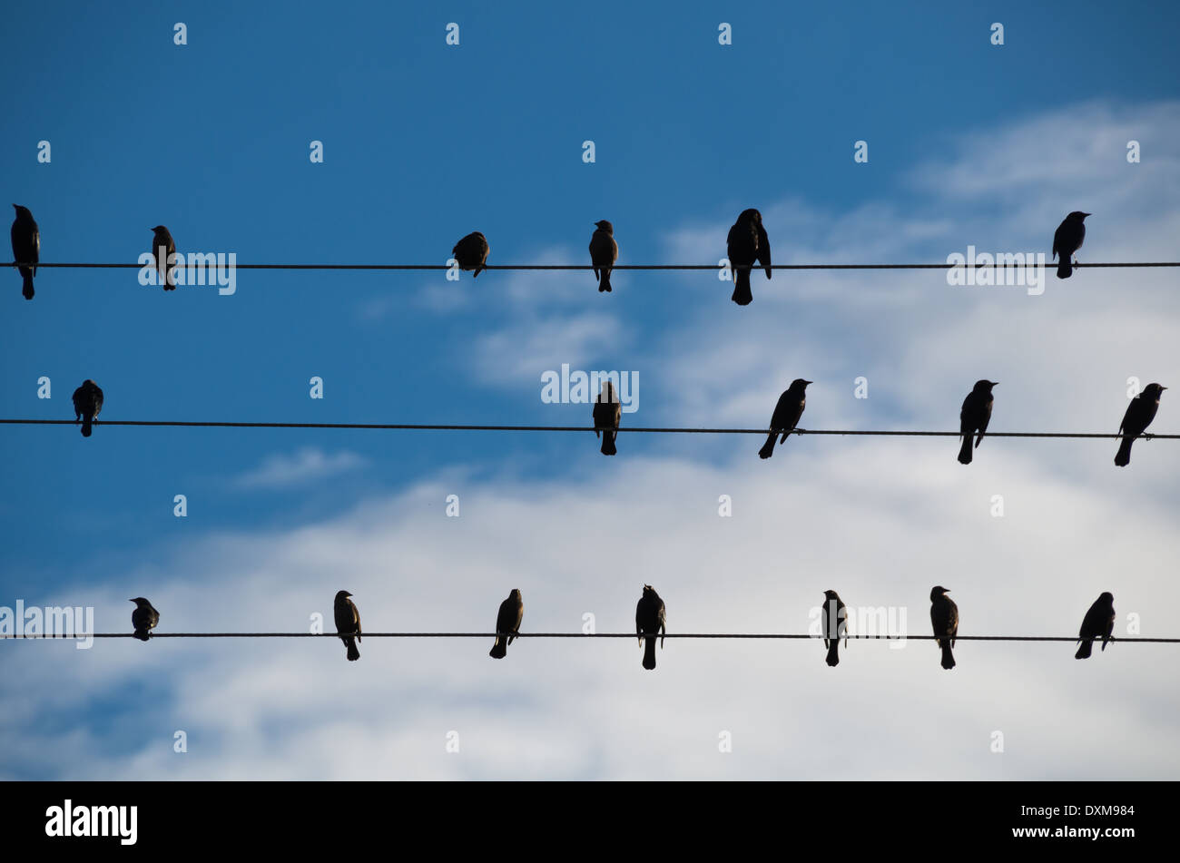 Image of birds sitting on wires with the sky as background Stock Photo ...